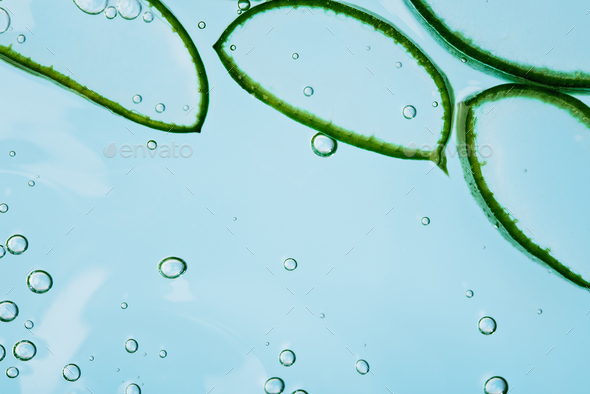 Aloe vera slice texture with gel on blue background Stock Photo by ...