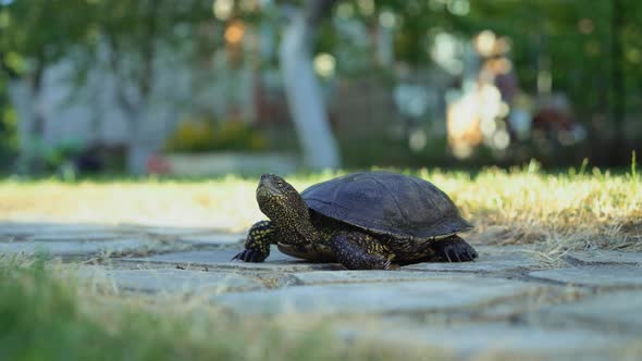 Turtle Walking on the way., Stock Footage | VideoHive