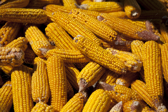 Old corn Stock Photo by Masson-Simon | PhotoDune
