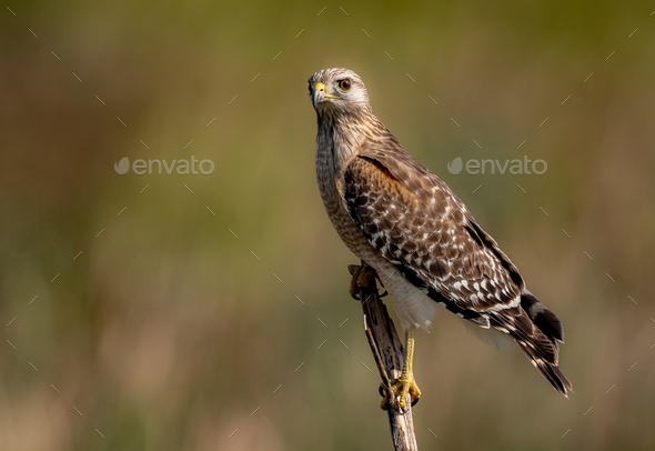 Red-Shouldered Hawk in Florida Stock Photo by harrycollinsphotography