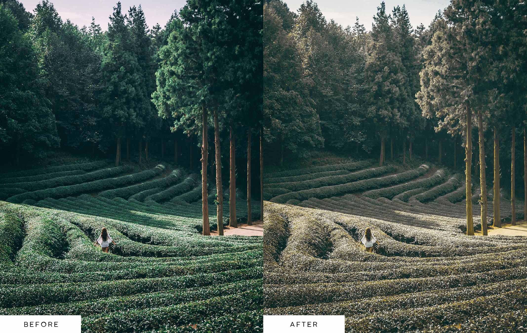 10 Desaturated Green Lightroom Preset, Add-ons | GraphicRiver