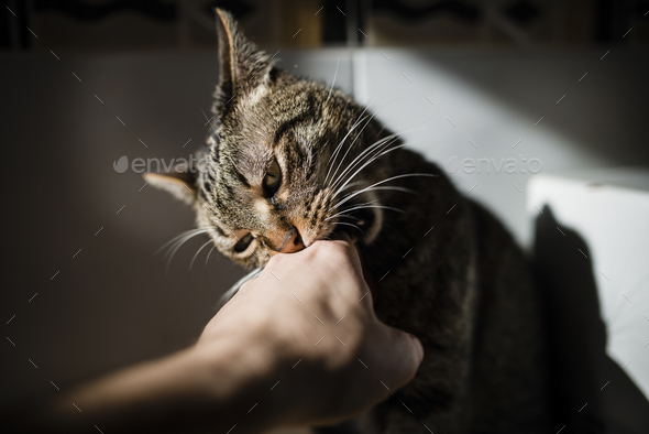 Tabby cat biting hand of owner Stock Photo by westend61 | PhotoDune