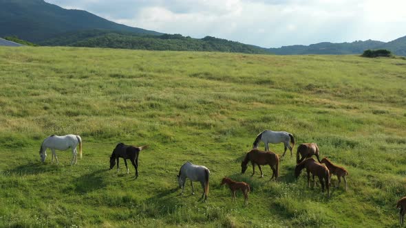 Aerial View Of Horses 3, Stock Footage | VideoHive