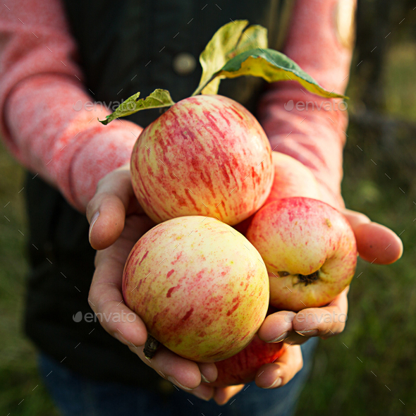 Pink with stripes fresh apples from branches in women's hands on a dark ...