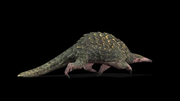 Pangolin Run, Motion Graphics | VideoHive