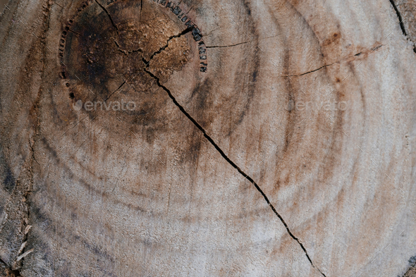 Background with the texture of an old stump. Stock Photo by marevgenna1985