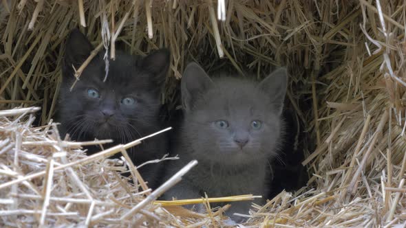 Kittens hidden in haystack looking to camera close-up 4K 2160p UHD ...
