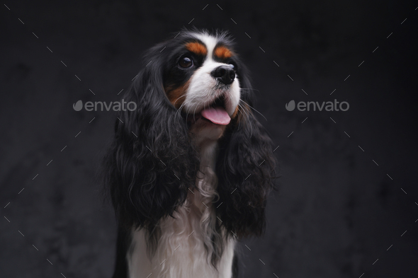 Cheerful fluffy lap dog with black fur against dark background Stock ...
