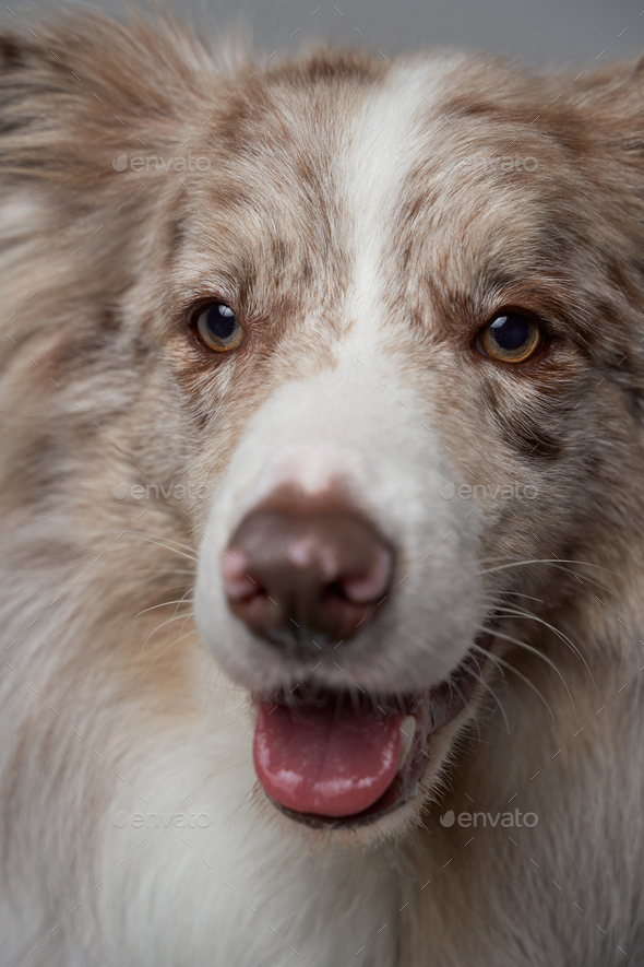 Portrait of panting scotland dog border collie breed Stock Photo by ...