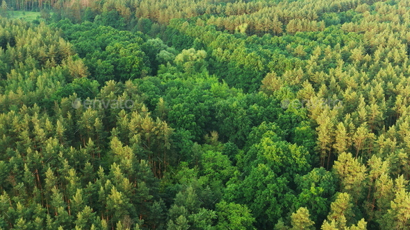 4K Aerial View Of Green Forest Landscape. Top View From High Attitude ...