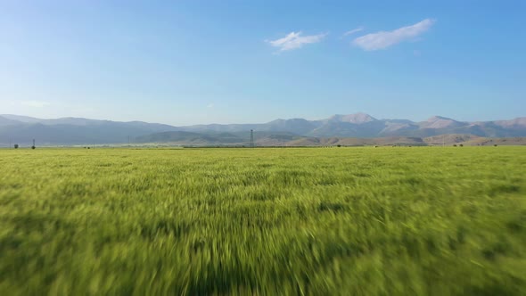 Rye Field, Stock Footage | VideoHive