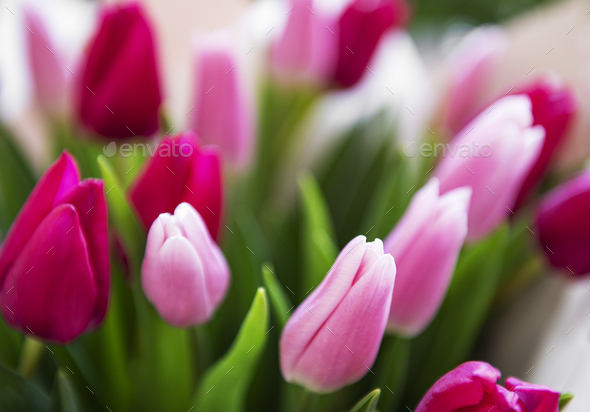 Spring tulips Stock Photo by Olena_Rudo | PhotoDune