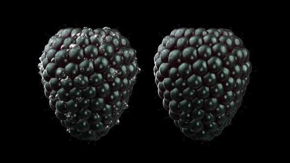 Black Raspberry Rotating A In Full HD, Motion Graphics | VideoHive