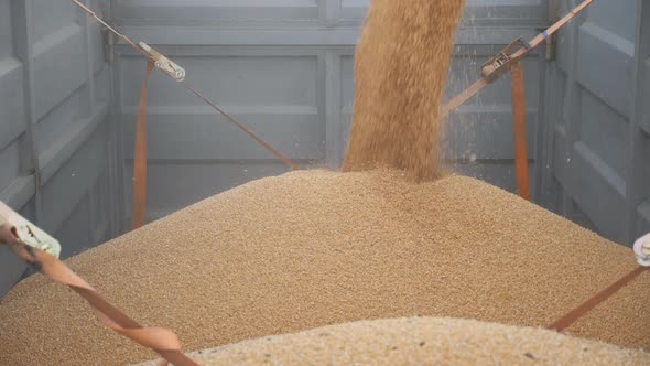 Combine Loading Wheat Grains in Truck After Harvesting. Close Up ...