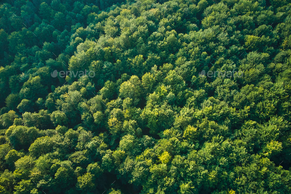 Top down flat aerial view of dark lush forest with green trees canopies ...