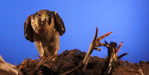 Falcon Eating Prey, Stock Footage | VideoHive