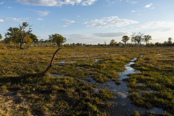 The inland delta landscape, shallow pools of water, wetlands of the ...