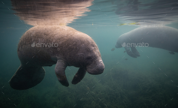 A Manatee Underwater Stock Photo by harrycollinsphotography | PhotoDune