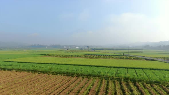 Beautiful rice plantations on flatland near village of Windusari ...