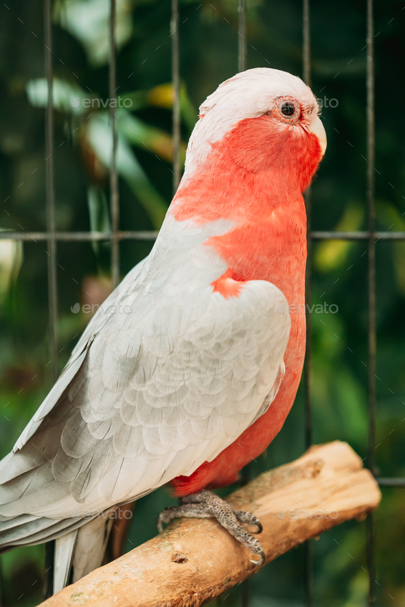 Galah Or Eolophus Roseicapilla, Also Known As The Rose-breasted ...