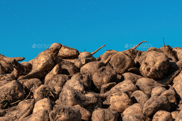 Pile of harvested sugar beet root crops in field Stock Photo by ...