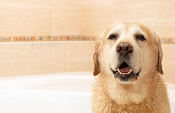 Smiling wet labrador retriever in the bathroom after washing looking at ...