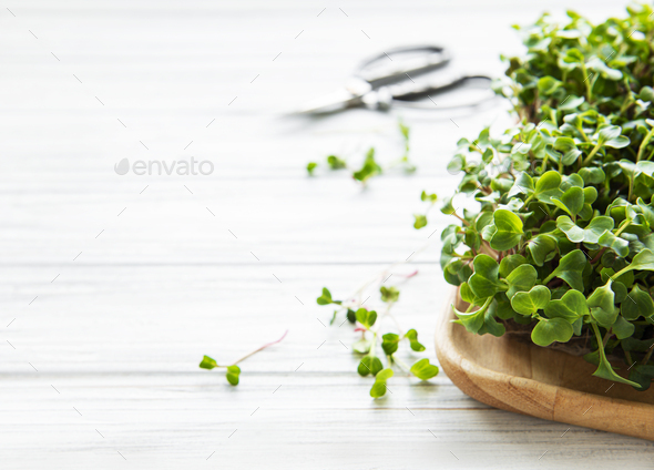 Red radish microgreens Stock Photo by Olena_Rudo | PhotoDune