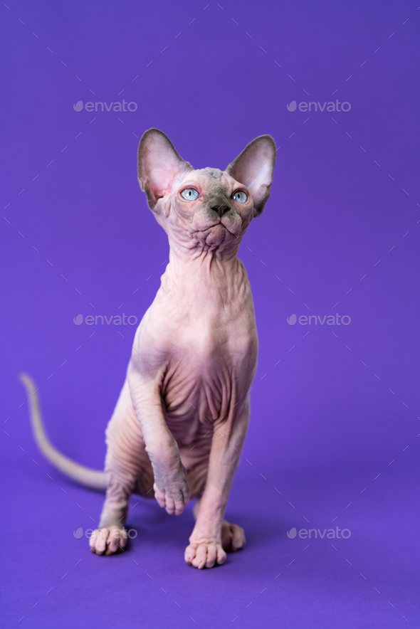 Lavender Sphynx Cat