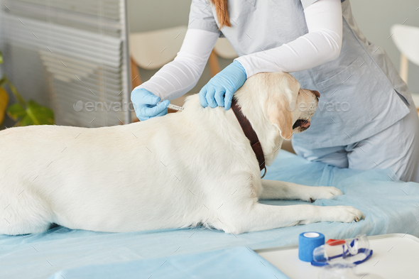 Sick labrador ling on medical table in veterinary clinics during ...