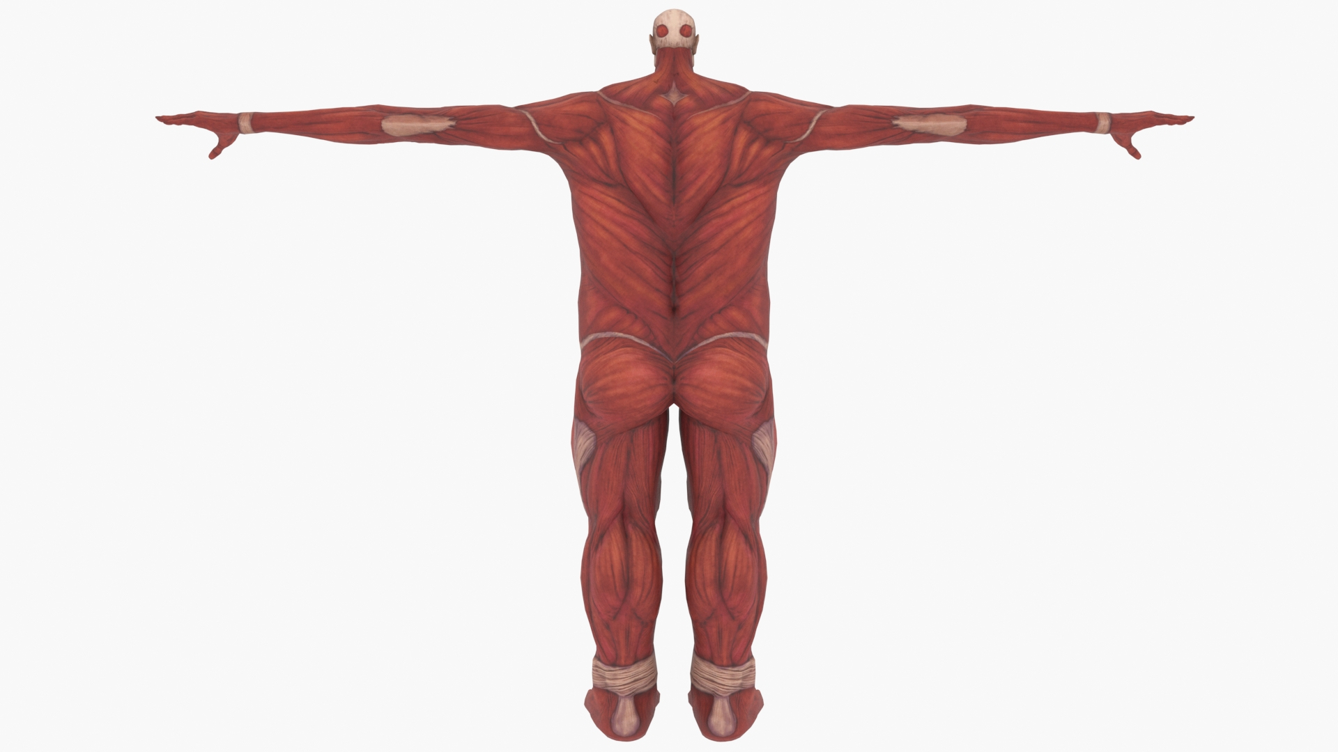 Colossal Titan by X-Point | 3DOcean