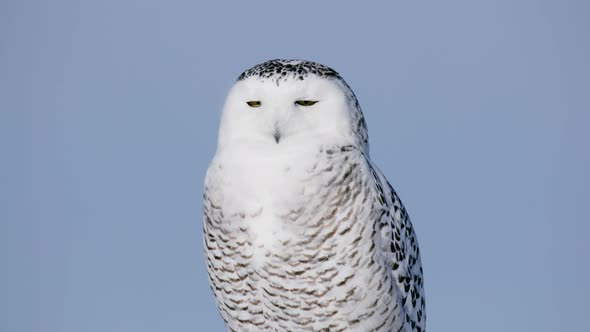 Snowy Owl turns head and squints, Stock Footage | VideoHive