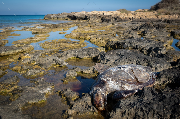 A dead decay turtle Caretta careta partly on a rocky beach Stock Photo ...