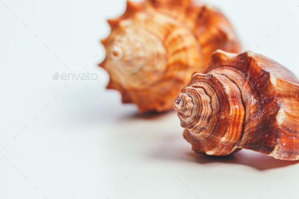shells isolated on white background Stock Photo by FabrikaPhoto | PhotoDune