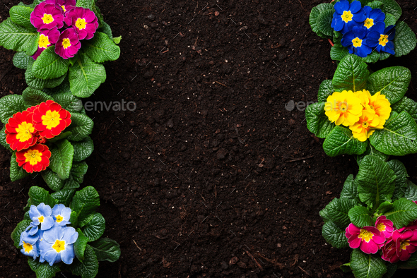 Garden Primula Flowers, top view. Primrose Primula Vulgaris blossom ...