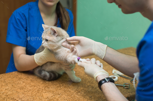 Veterinary placing a catheter via a cat in the clinic Stock Photo by ...
