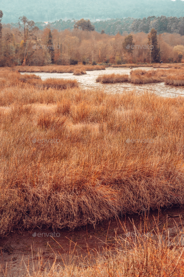 Swamp with reeds and a mud wetland Stock Photo by rubenchase | PhotoDune
