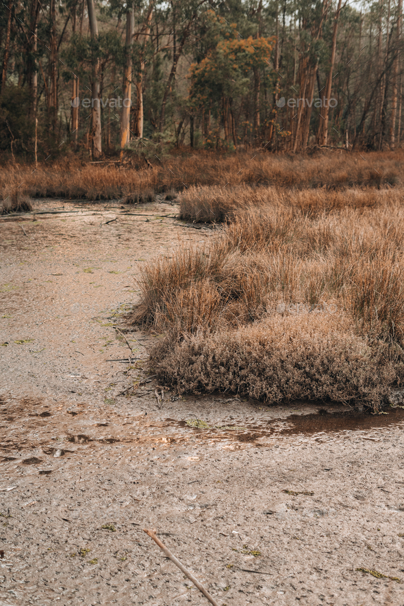 Swamp with reeds and a mud wetland Stock Photo by rubenchase | PhotoDune