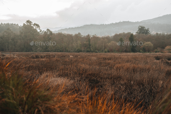 Swamp with reeds on a wetland Stock Photo by rubenchase | PhotoDune