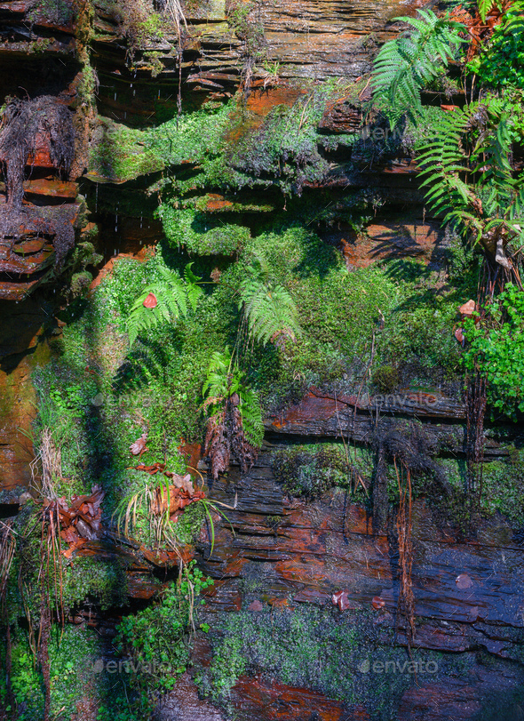 Moss ferns and duckweed on a wet orange shale wall Stock Photo by ...