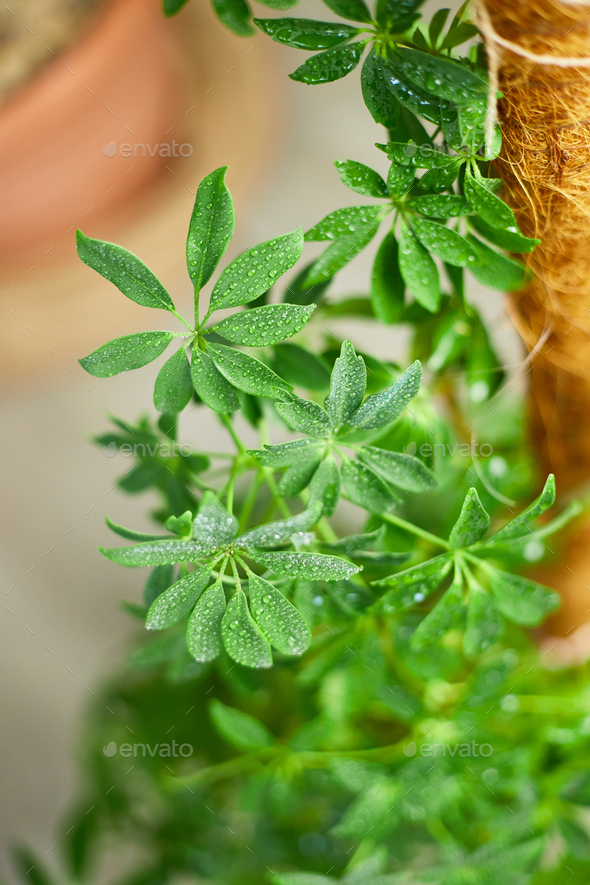 Close up Schefflera House plant, Umbrella Plant, Arboricola indoor ...