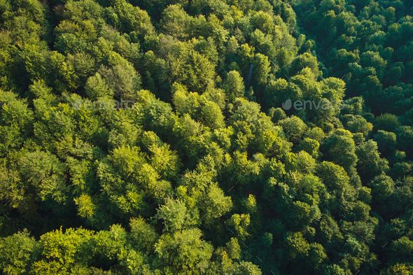 Top down flat aerial view of dark lush forest with green trees canopies ...