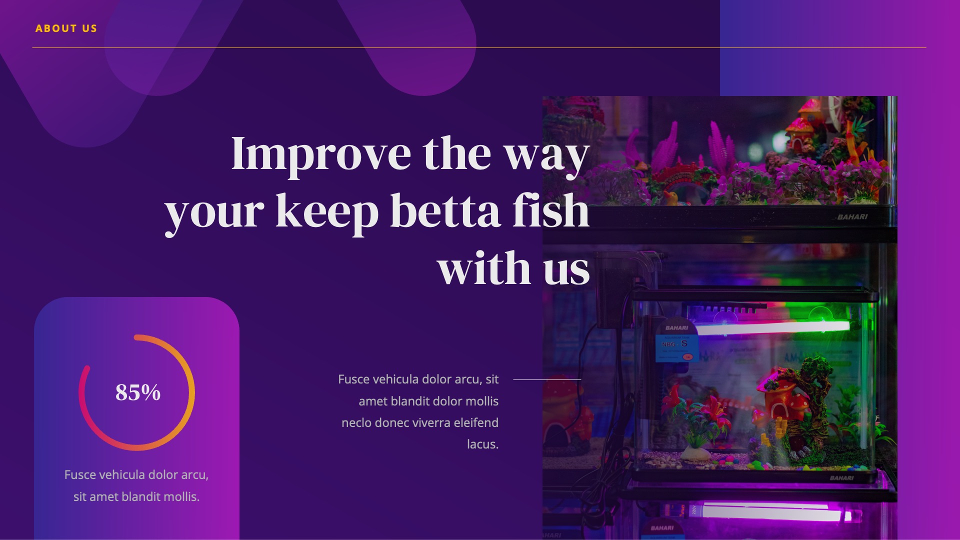 Belly - Betta Fish Powerpoint Template, Presentation Templates ...