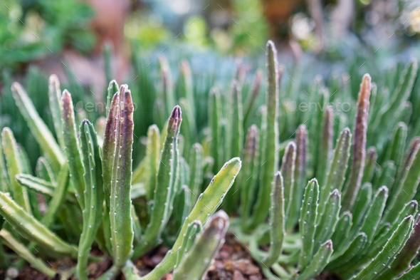 Stapelia grandiflora or starfish flower cactus in botanic garden Stock ...
