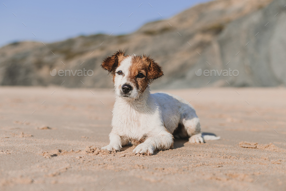 happy cute young small dog having fun at the beach lying on sand ...