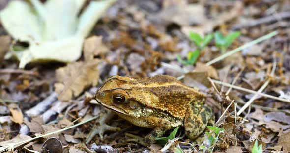 Static macro video of Gulf Coast Toad Incilius valliceps. This toad is ...