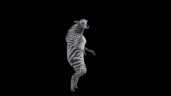 33 Zebra Dancing HD, Motion Graphics | VideoHive