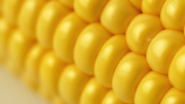 Cobs of sweet corn close up, sliding shot. Yellow sweet corn close-up ...