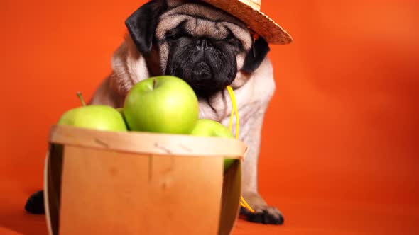 Close Up of Tired Cute Pug with Green Apples on Orange Background ...