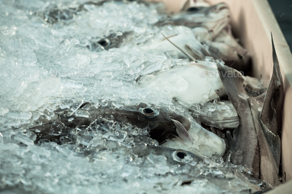 Catch of the day - Fresh Fish in Shipping Container Stock Photo by nzooo
