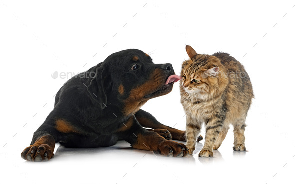 Kurilian Bobtail and rottweiler Stock Photo by cynoclub | PhotoDune